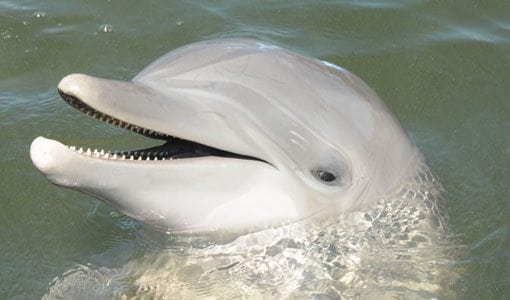 Dolphin Center Much More than Just a Research Lab - Norix